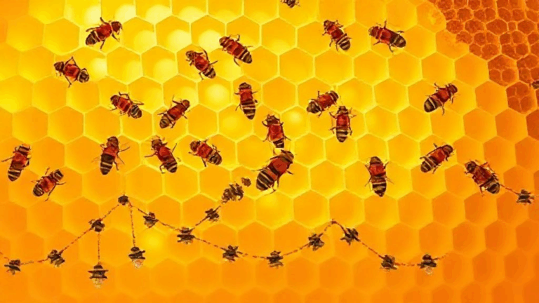El arte de las abejas: Cómo crean el panal paso a paso - Panal de Miel
